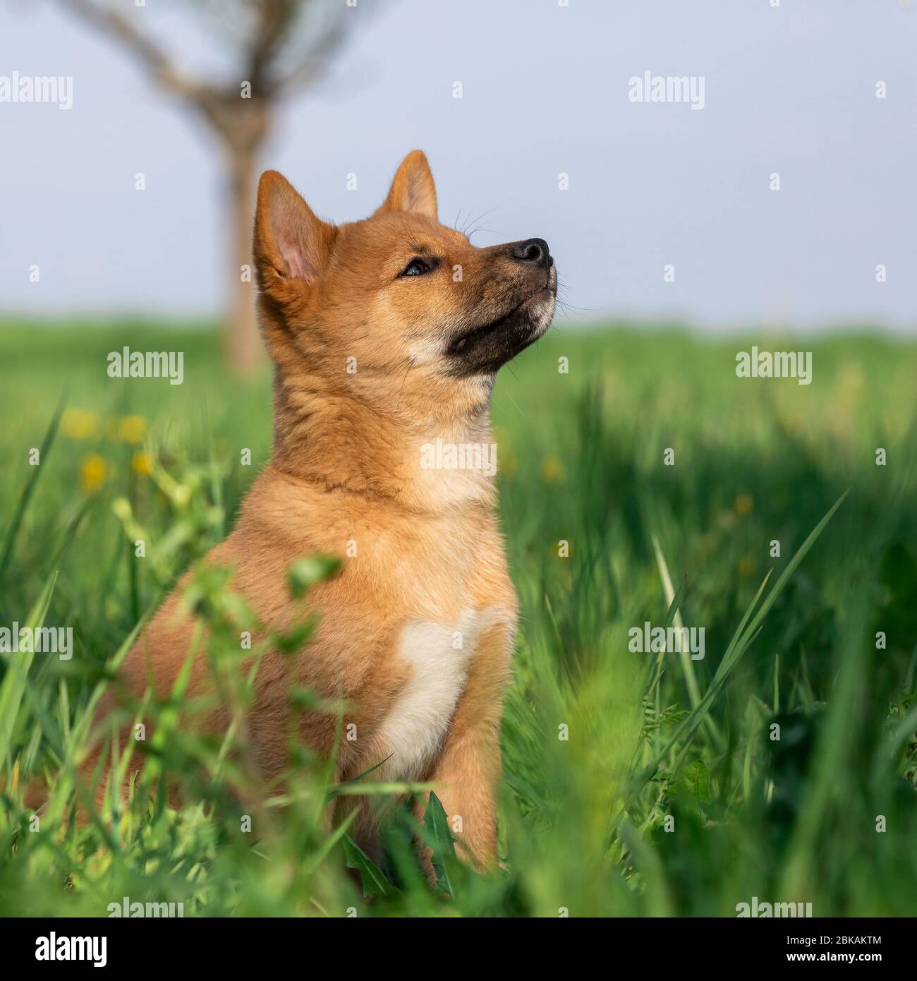 Shiba Inu playing in the grass Stock Photo - Alamy