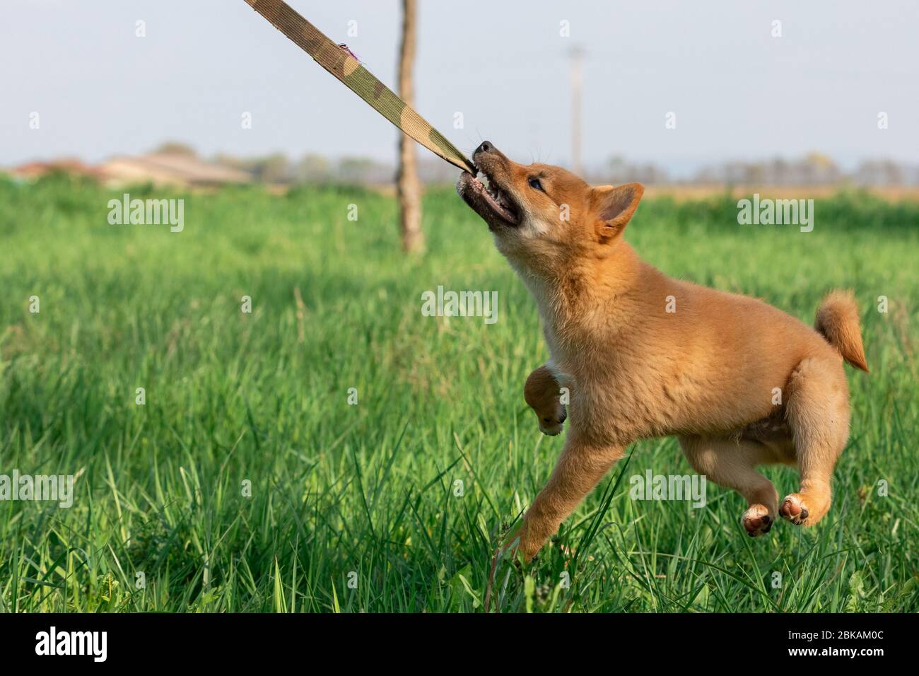 Shiba Inu playing in the grass Stock Photo - Alamy