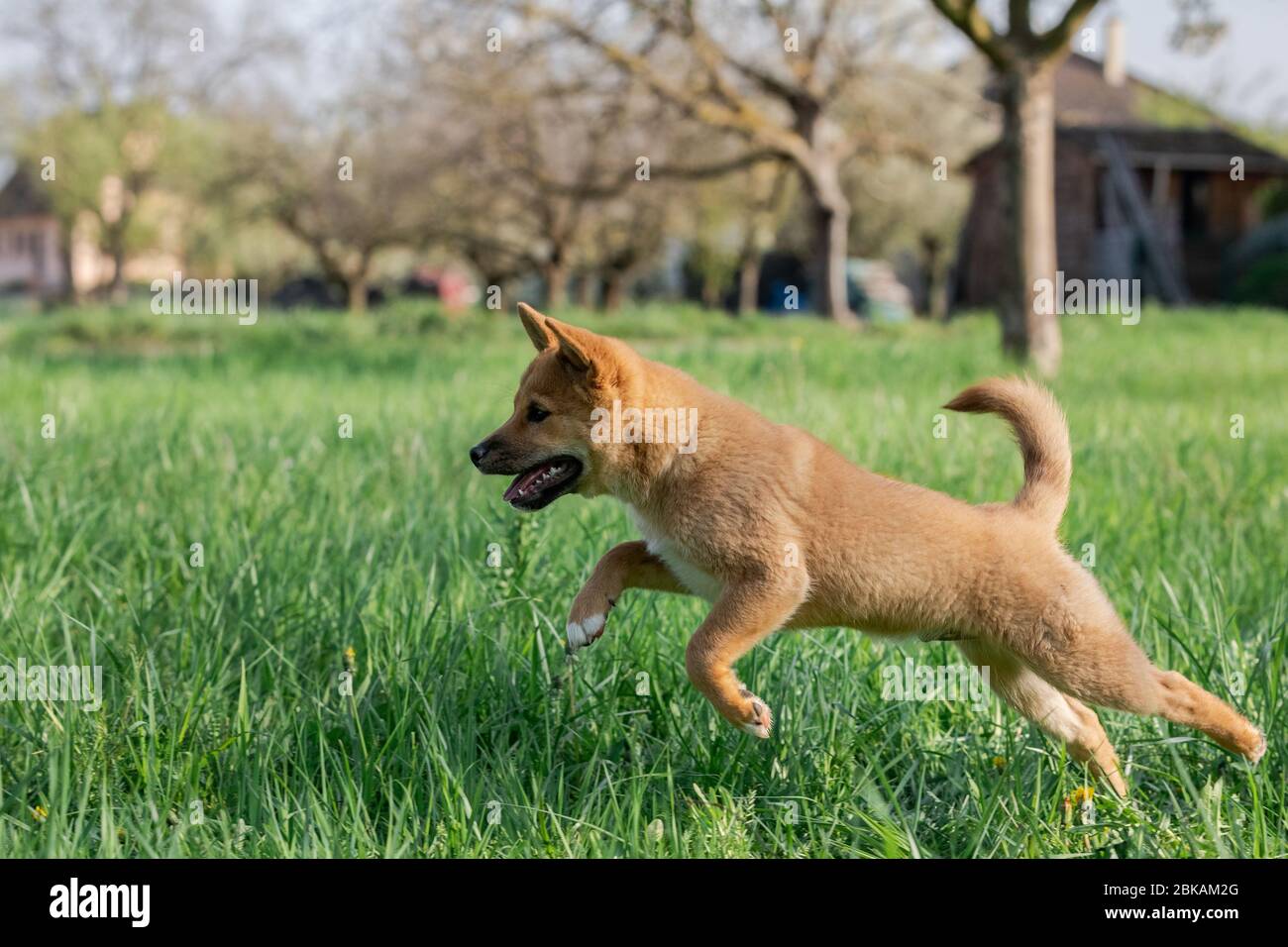 Shiba Inu playing in the grass Stock Photo - Alamy