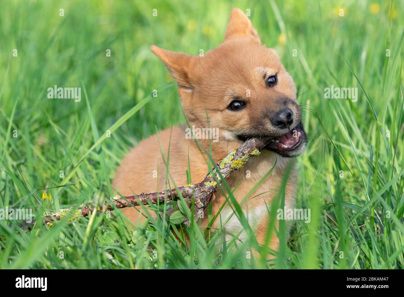 Shiba Inu playing in the grass Stock Photo - Alamy
