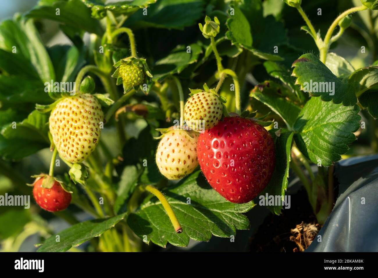 Strawberry field. Ripe and unripe strawberries on branch Stock Photo ...