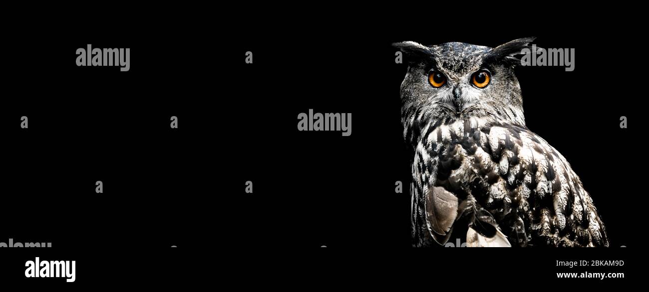 Eurasian eagle owl with a black background Stock Photo - Alamy