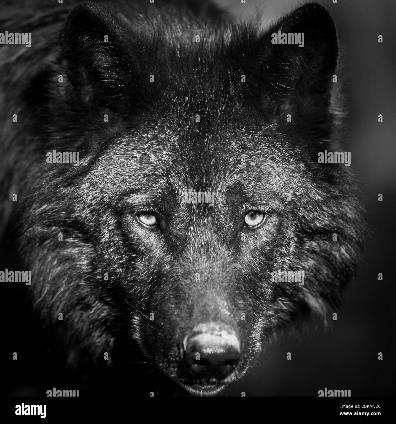 Portrait of black wolf in the forest Stock Photo - Alamy