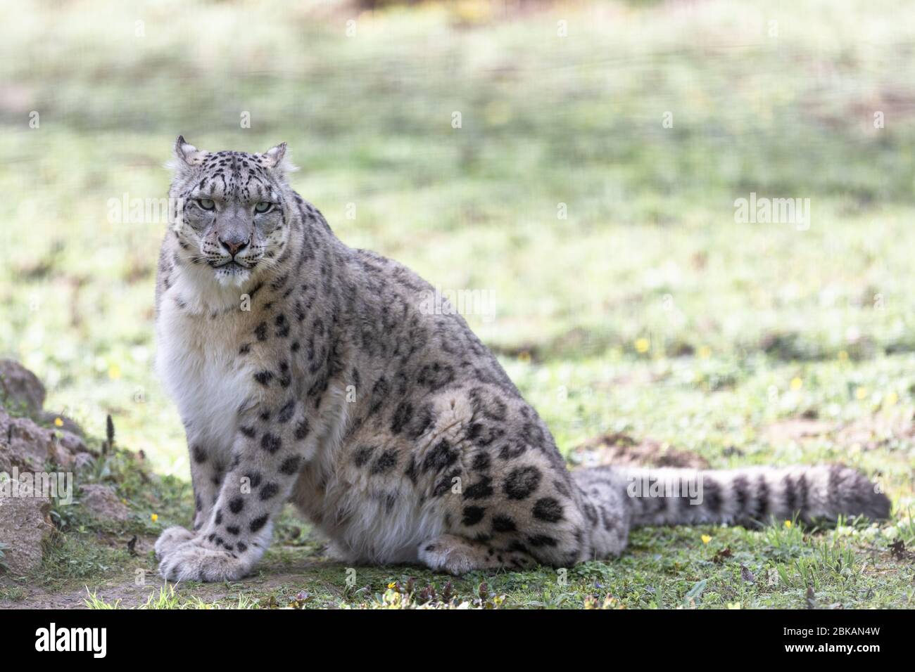 Baby snow leopard hi-res stock photography and images - Alamy