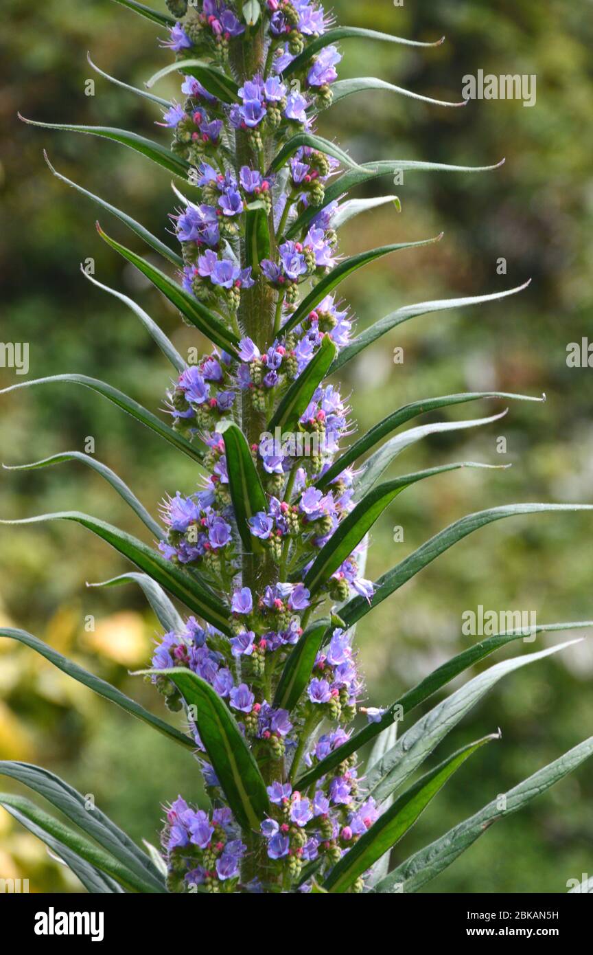 Echium pininana (Tree Echium, Pine Echium or Giant Viper's-bugloss) on ...