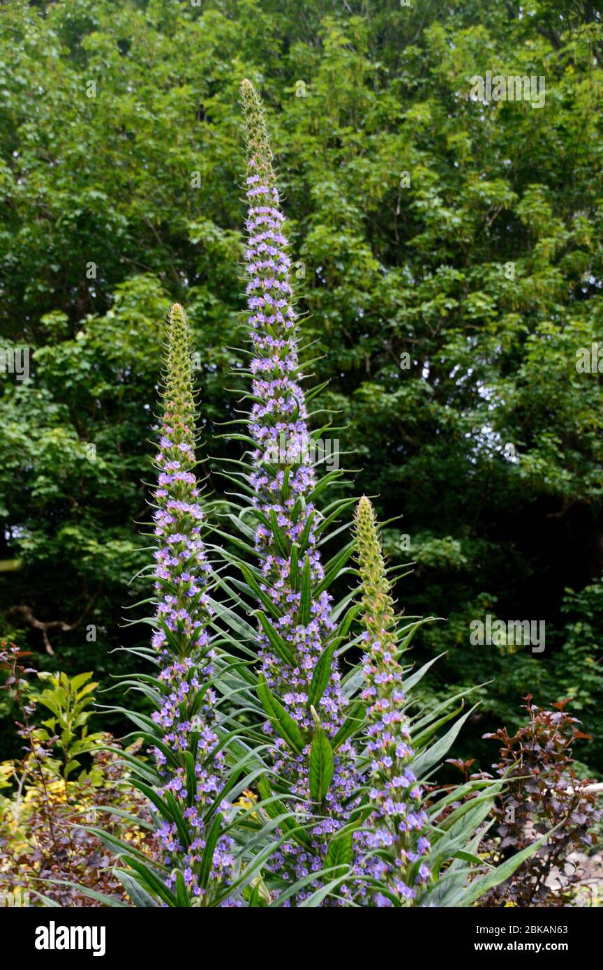 Echium pininana (Tree Echium, Pine Echium or Giant Viper's-bugloss) on ...