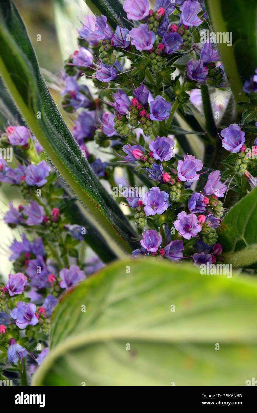 Giant vipers bugloss tree echium hi-res stock photography and images ...