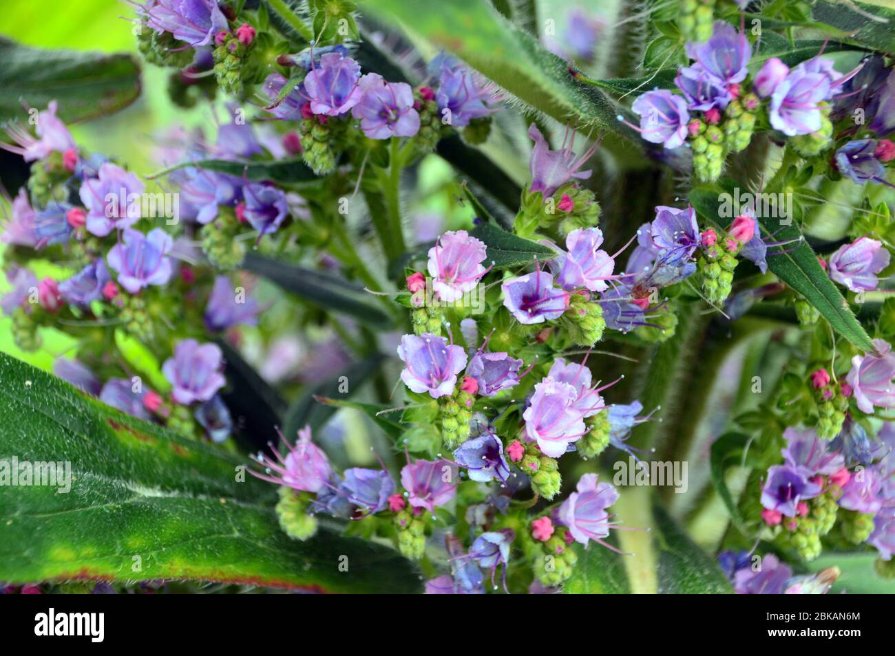 Echium pininana (Tree Echium, Pine Echium or Giant Viper's-bugloss) on ...