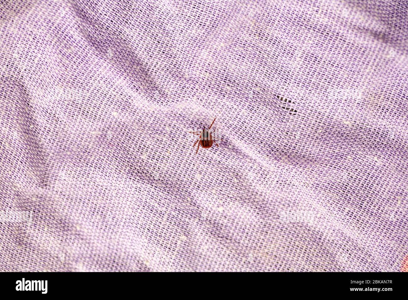 A true ixodid mite blood sucking parasite carrying the acarid disease ...