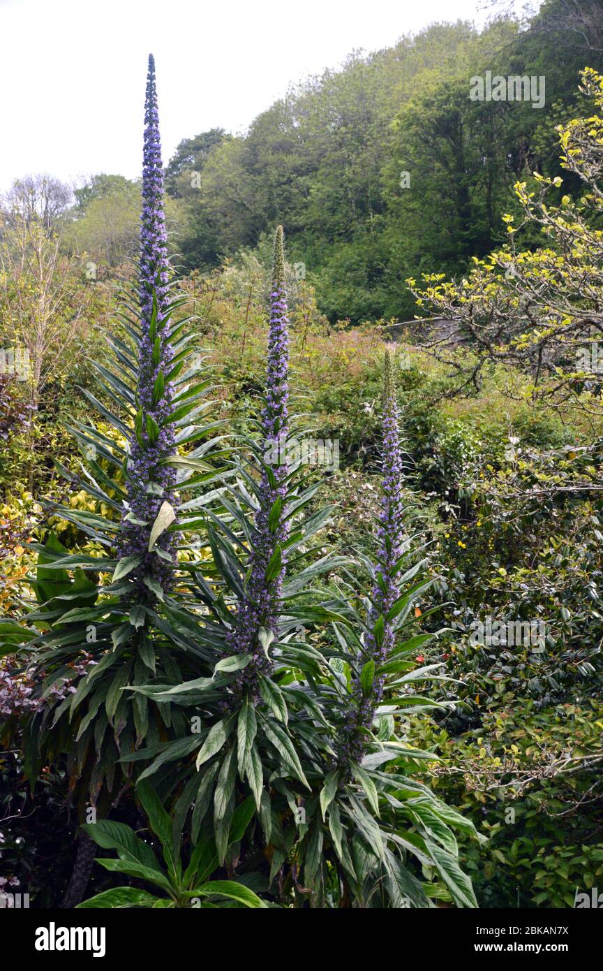 Echium pininana (Tree Echium, Pine Echium or Giant Viper's-bugloss) on ...
