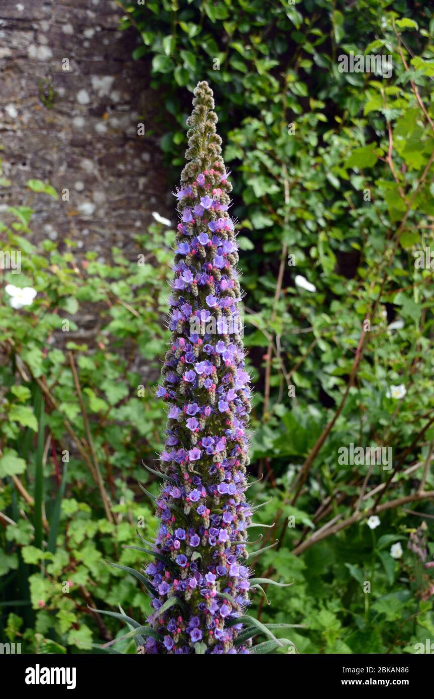 Echium pininana (Tree Echium, Pine Echium or Giant Viper's-bugloss) on ...