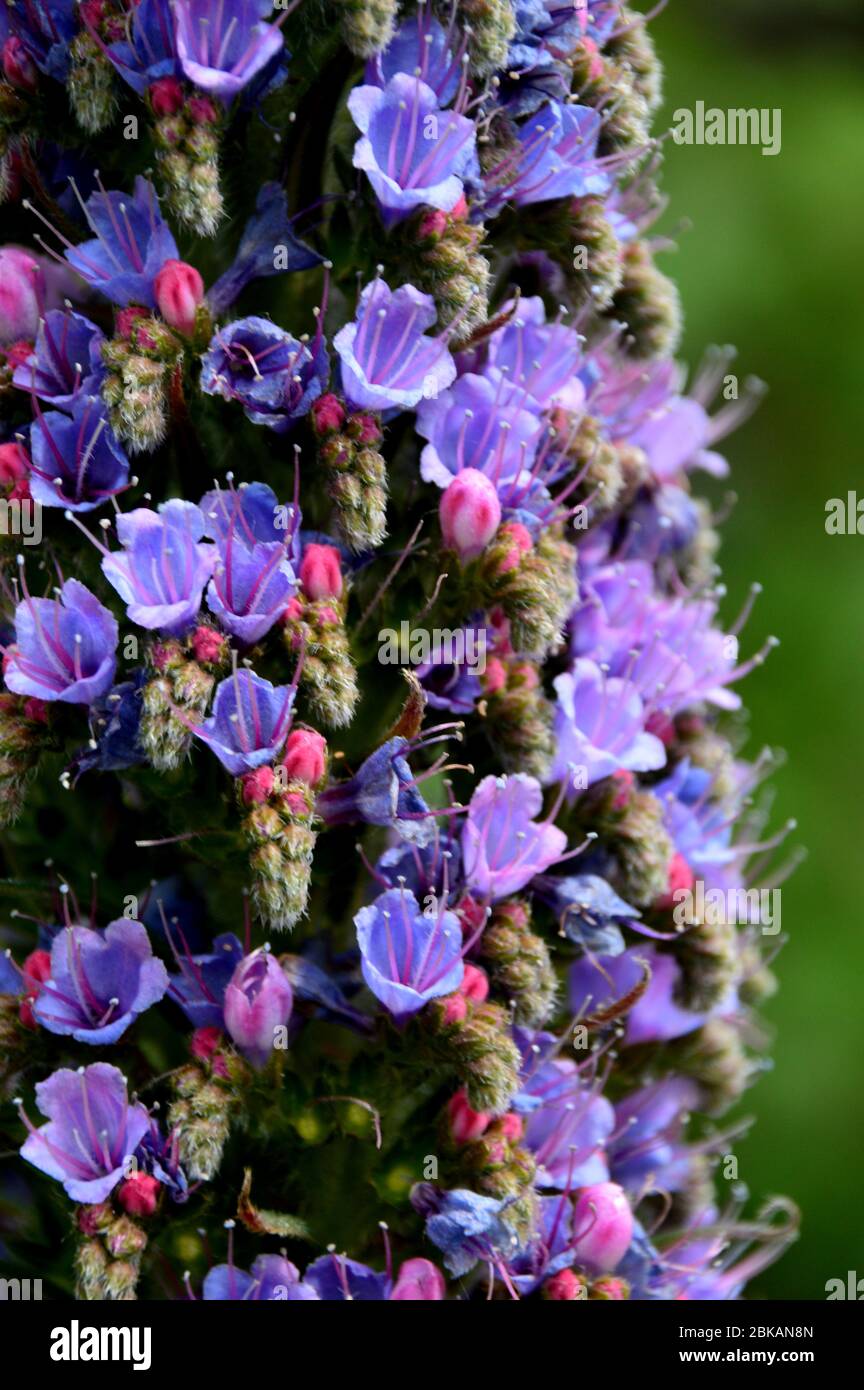 Echium pininana (Tree Echium, Pine Echium or Giant Viper's-bugloss) on ...