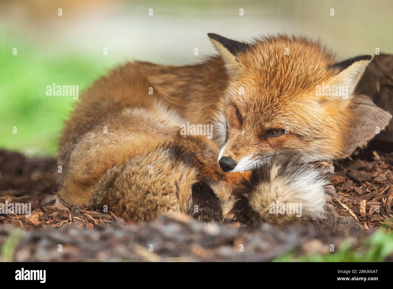 Portrait of red fox in the forest Stock Photo - Alamy