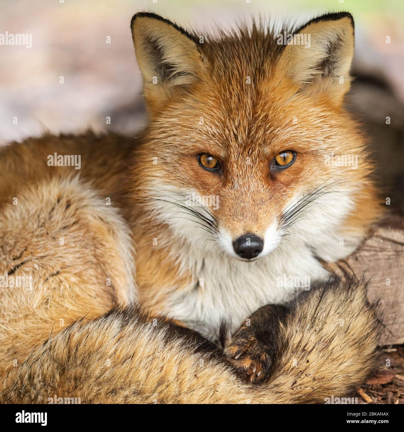 Portrait of red fox in the forest Stock Photo - Alamy