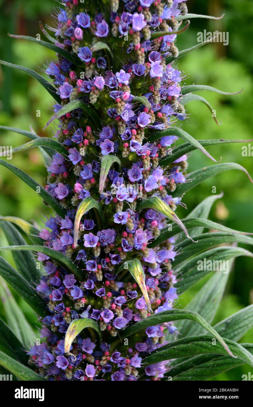 Echium pininana (Tree Echium, Pine Echium or Giant Viper's-bugloss) on ...