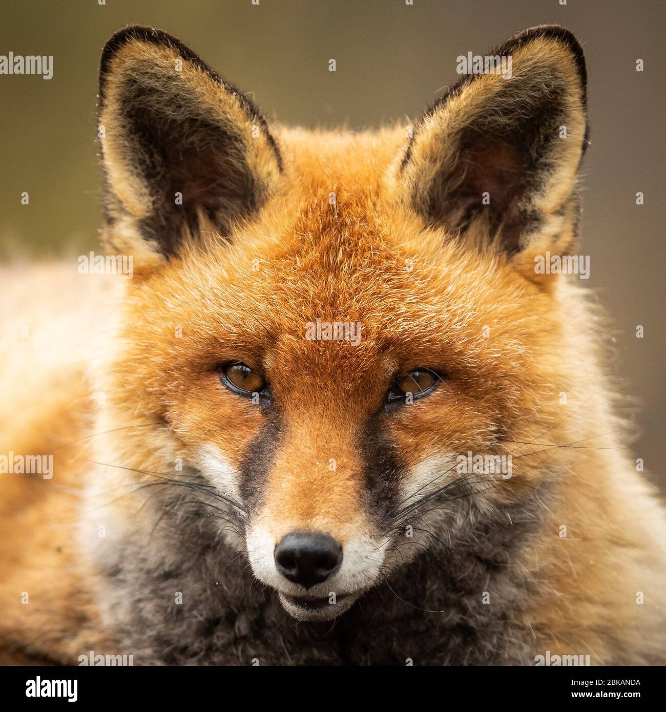Portrait of red fox in the forest Stock Photo - Alamy