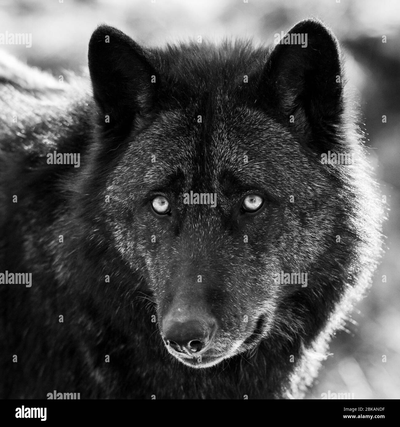 Portrait of black wolf in the forest Stock Photo - Alamy