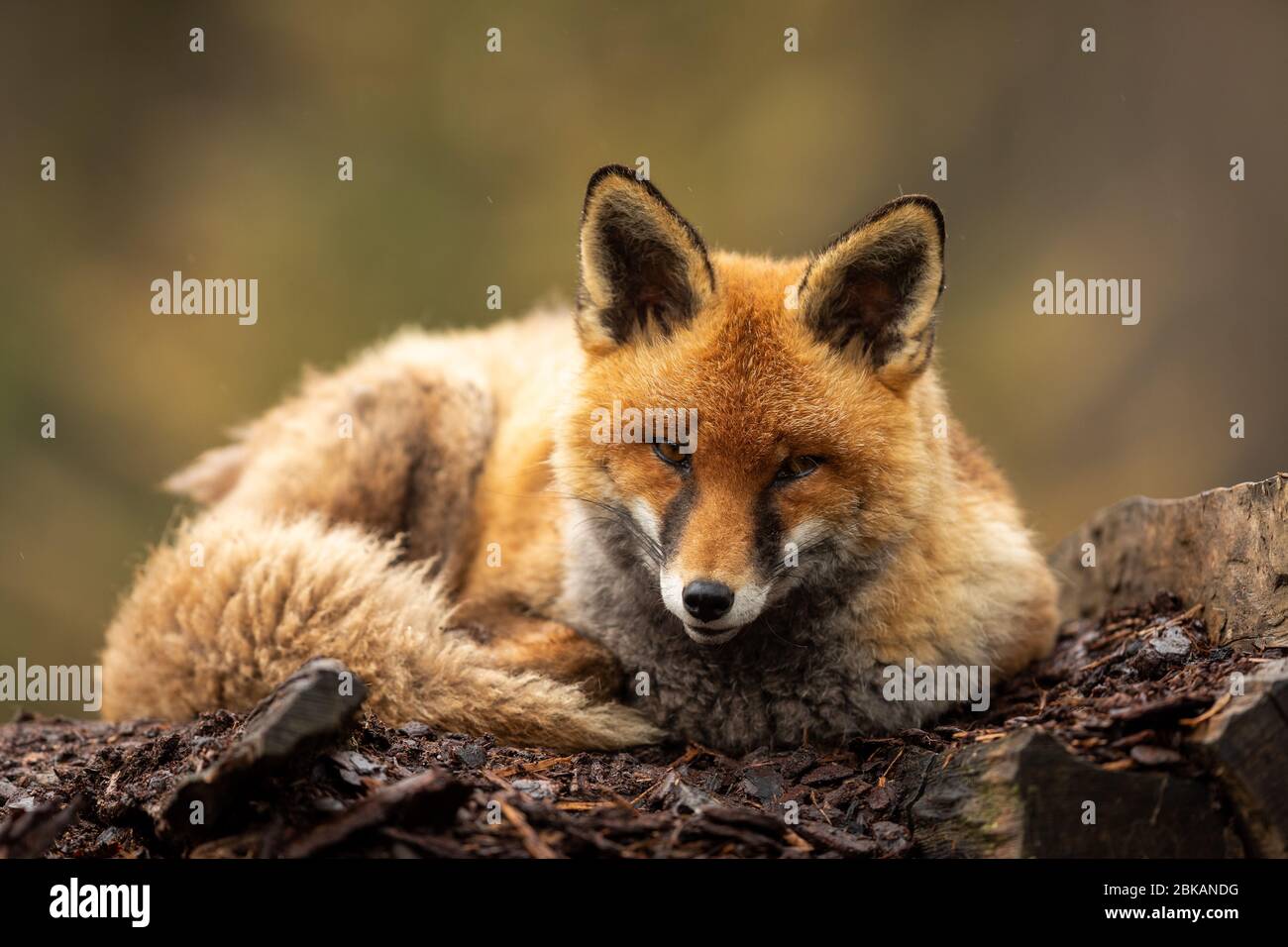 Portrait of red fox in the forest Stock Photo - Alamy