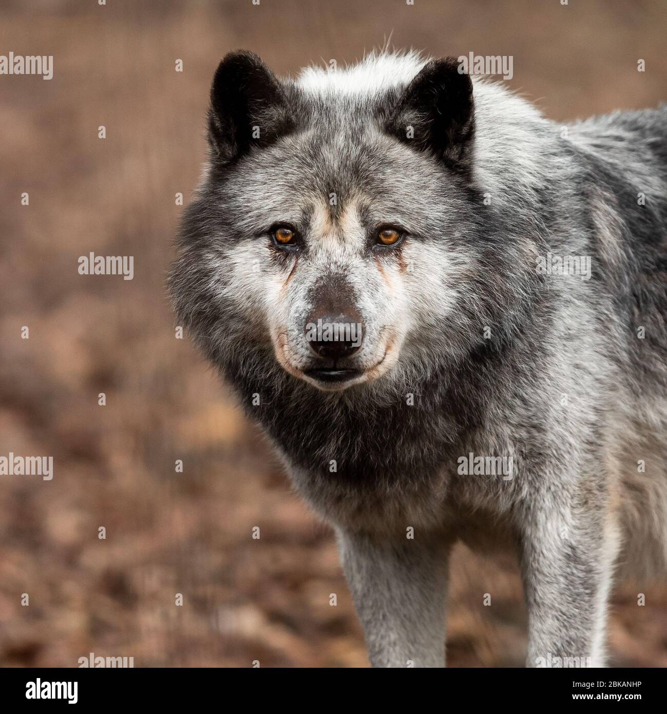Portrait of black wolf in the forest Stock Photo - Alamy