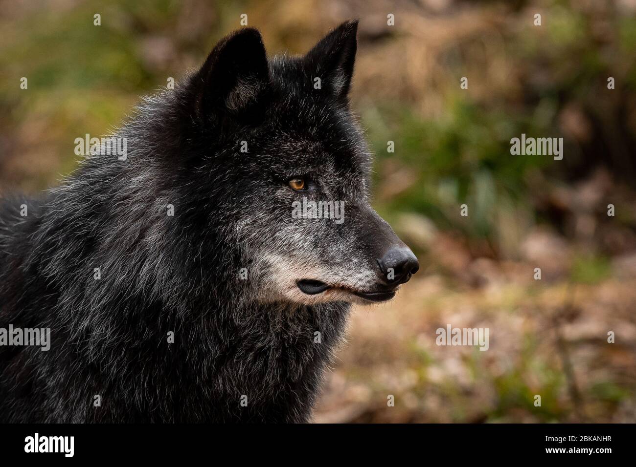 Portrait of black wolf in the forest Stock Photo - Alamy