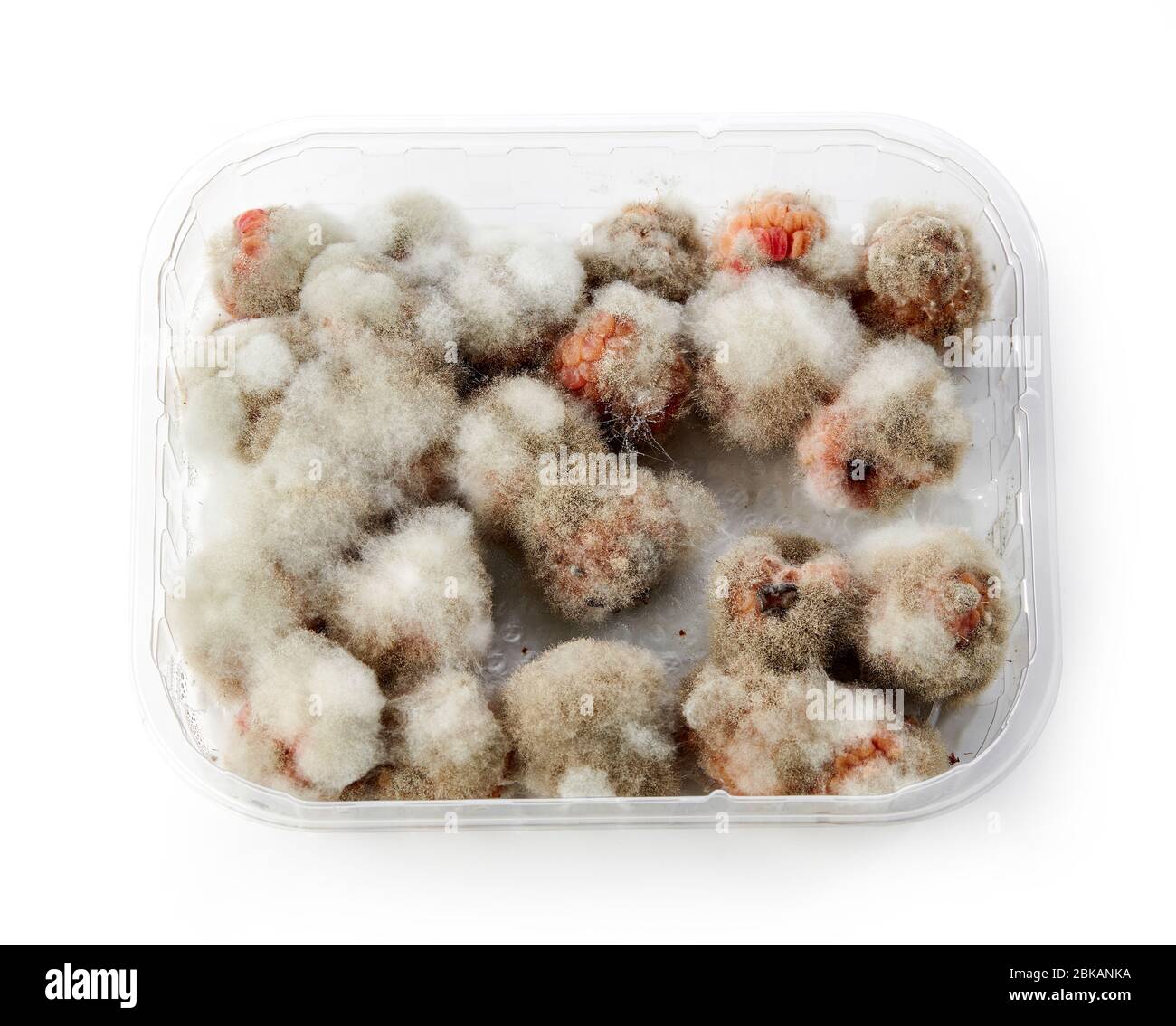 raspberries with mold isolated on white background Stock Photo - Alamy