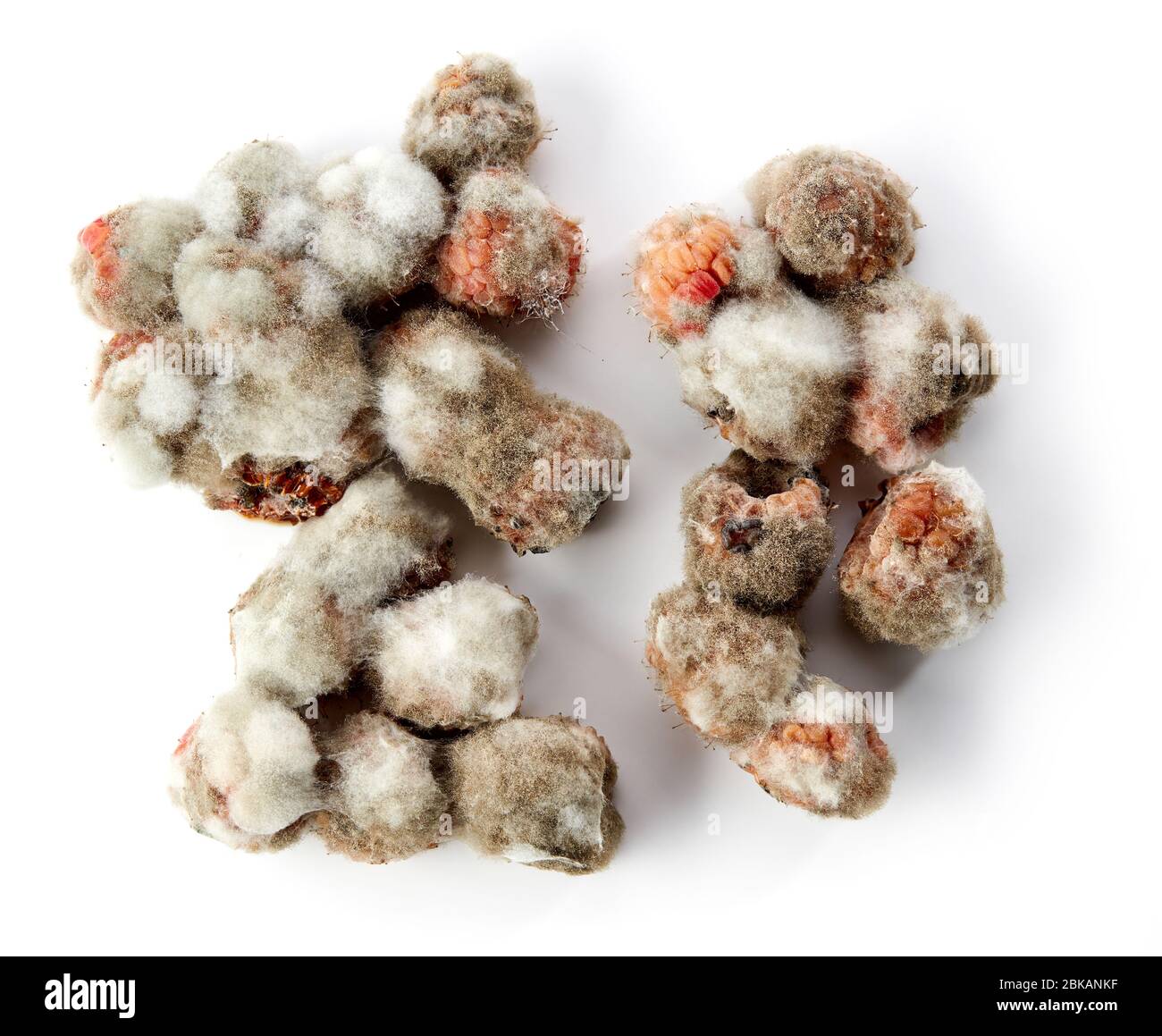 Mold on raspberries hi-res stock photography and images - Alamy