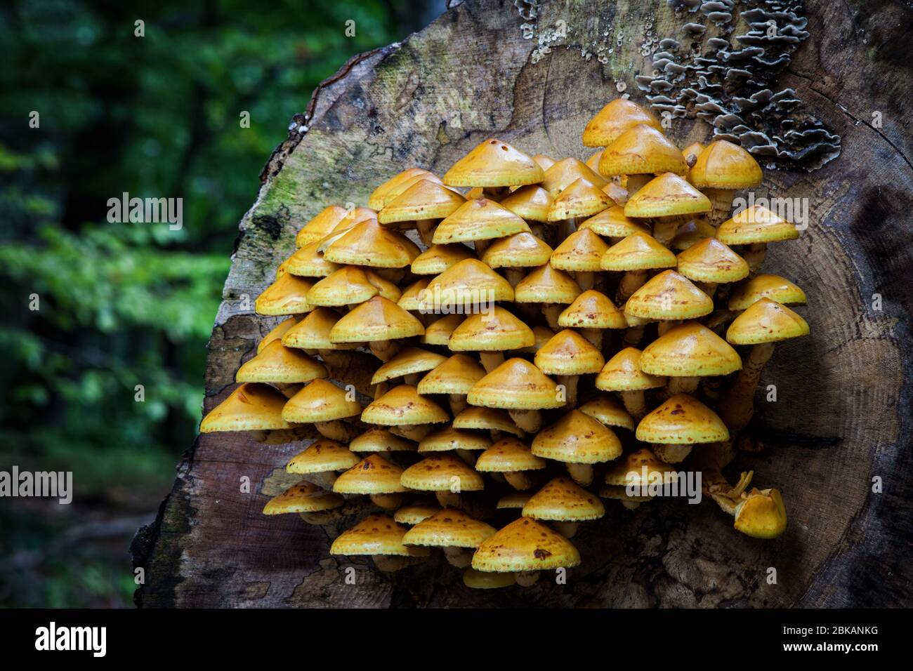 Yellow tree fungus hi-res stock photography and images - Alamy