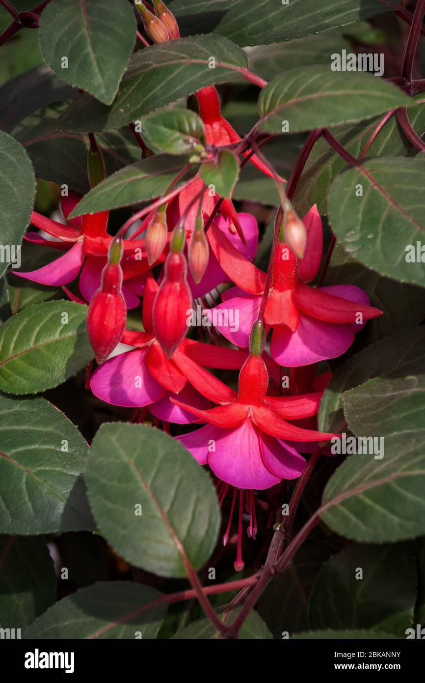 Native fuchsia hi-res stock photography and images - Alamy