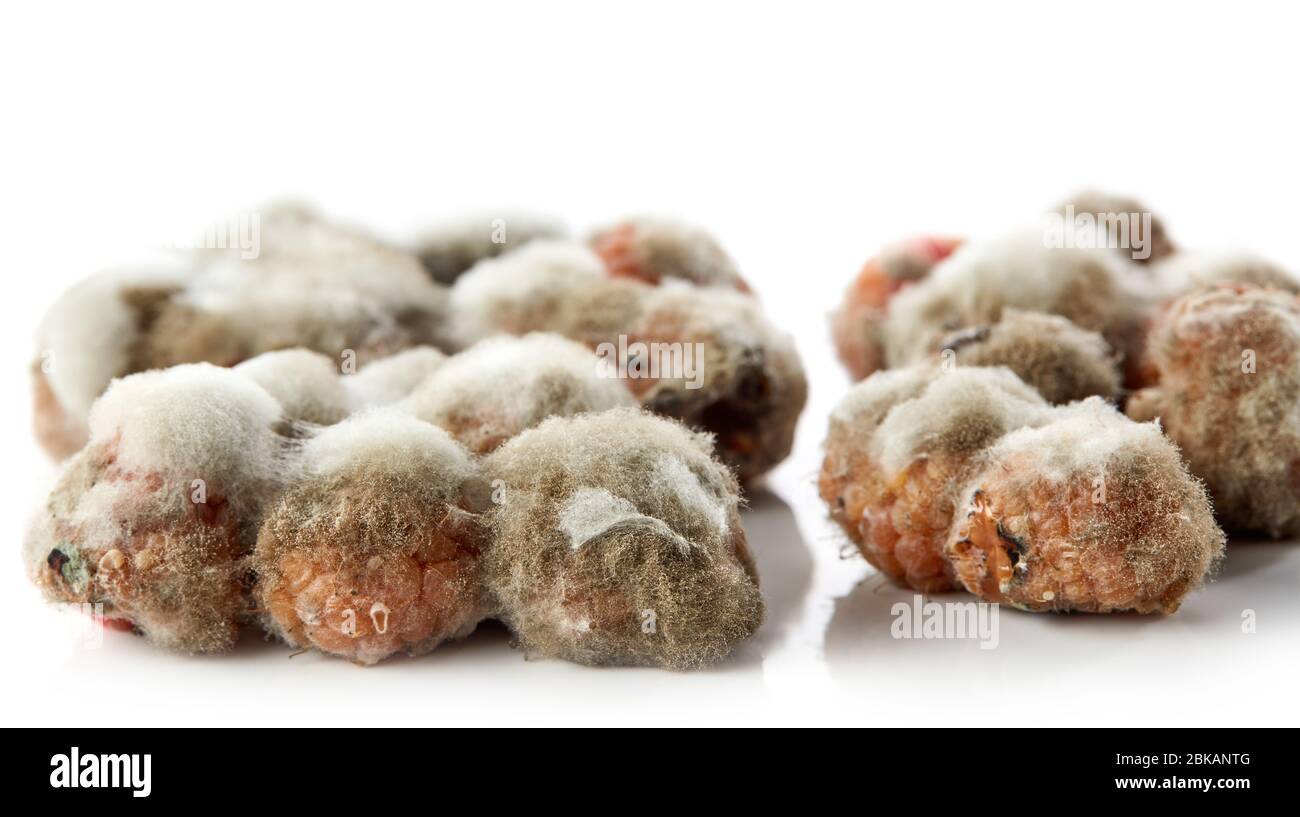 Mold on raspberries hi-res stock photography and images - Alamy