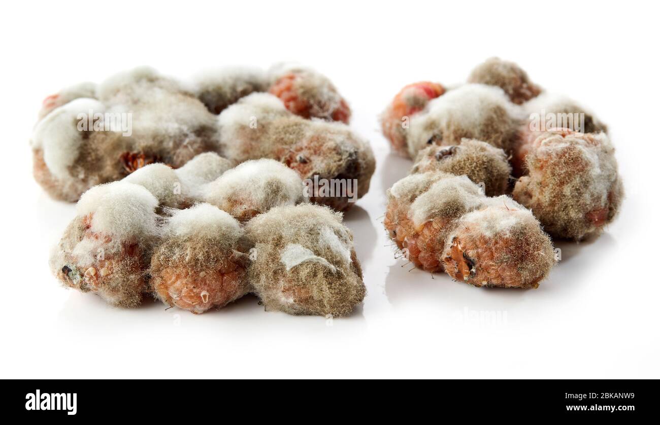 moldy raspberries isolated on white background Stock Photo - Alamy