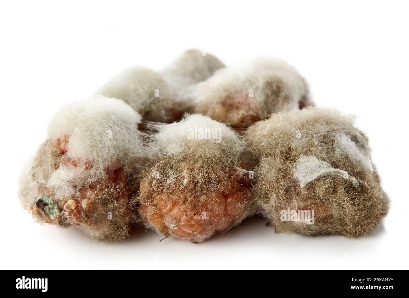 Moldy raspberries hi-res stock photography and images - Alamy