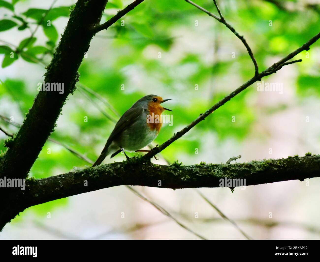 Robin sitting on a twig singing Stock Photo - Alamy