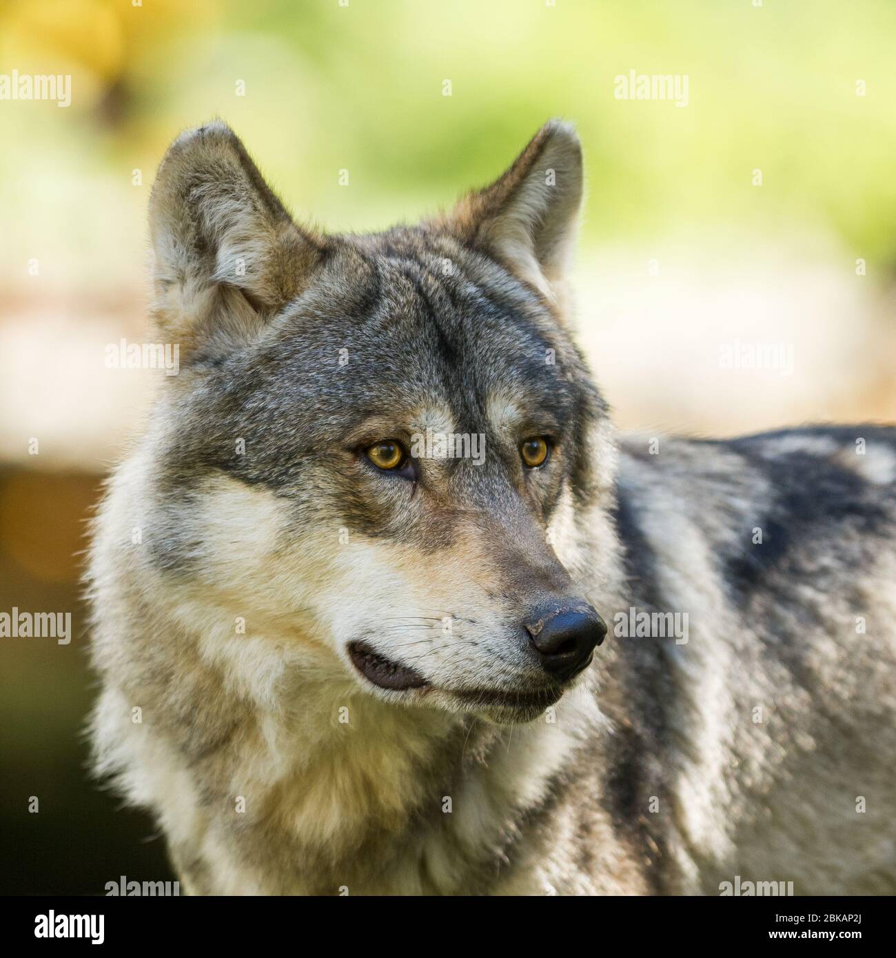 Portrait of grey wolf in the forest Stock Photo - Alamy