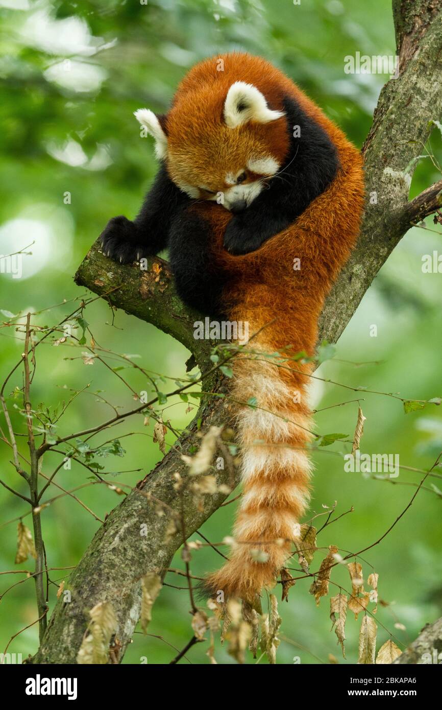 Red panda in the forest Stock Photo - Alamy