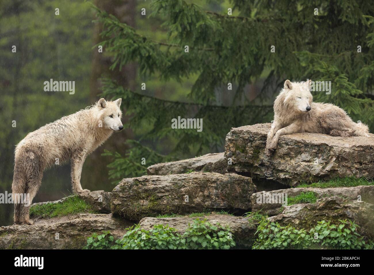 White wolf in the forest Stock Photo - Alamy