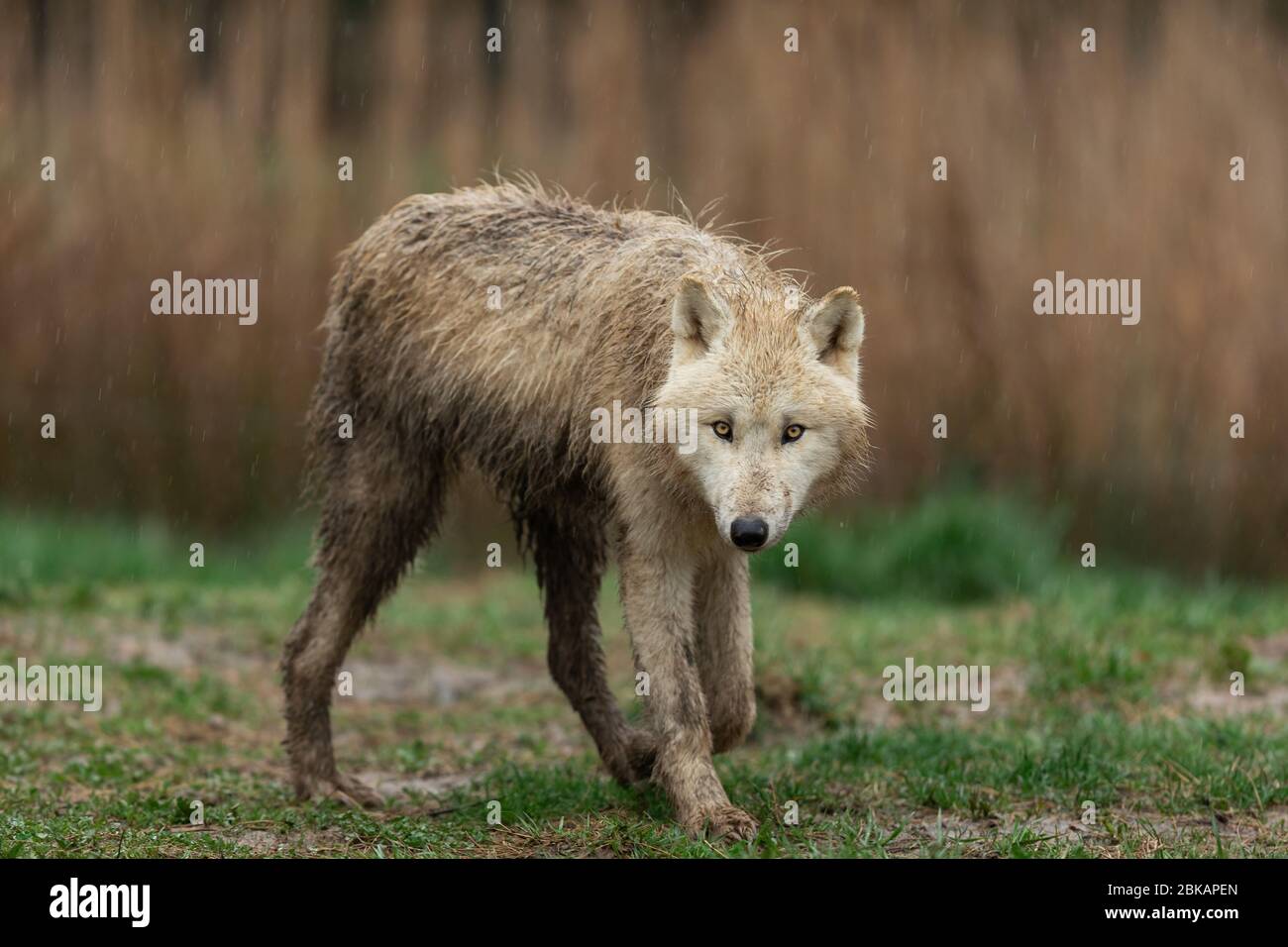White wolf in the forest Stock Photo - Alamy