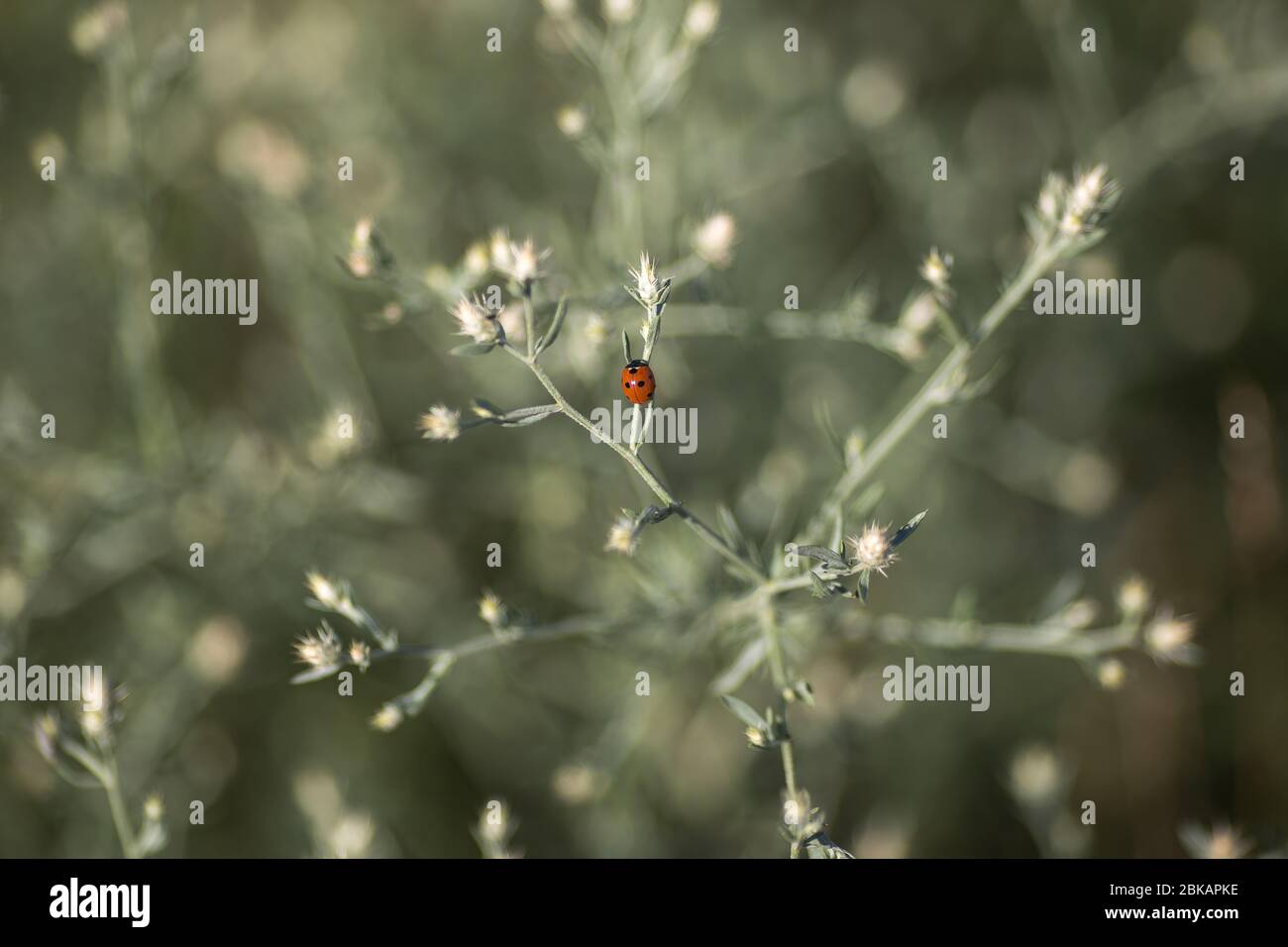 Red ladybug sitting on branch hi-res stock photography and images - Alamy