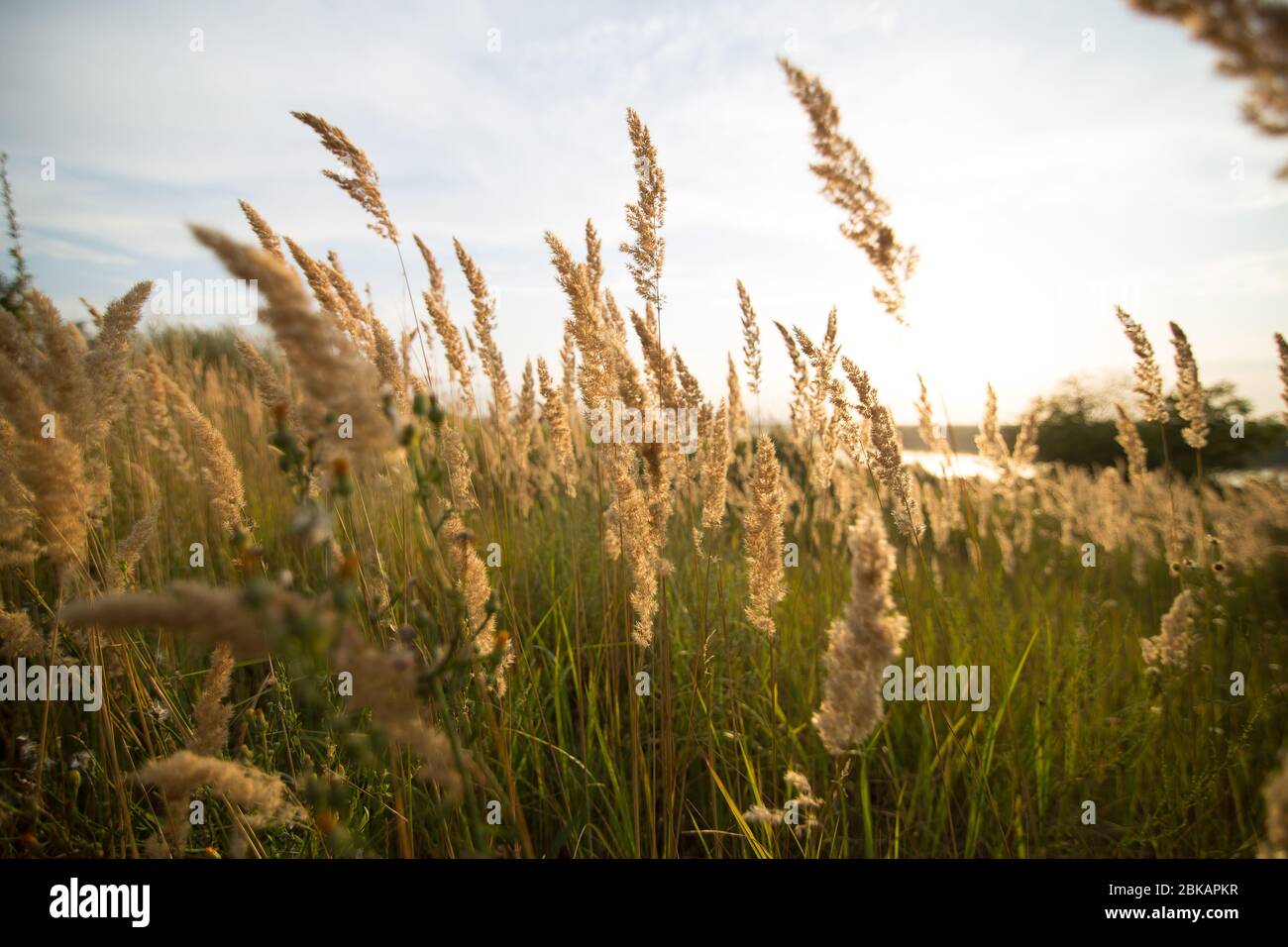 Yellow spikes hi-res stock photography and images - Alamy