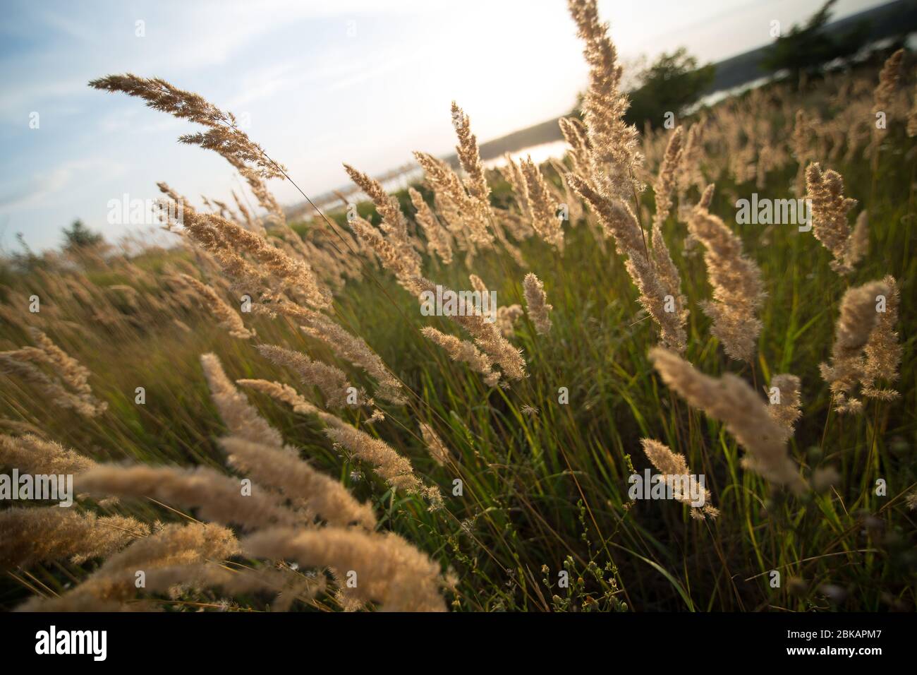 Yellow spikes hi-res stock photography and images - Alamy