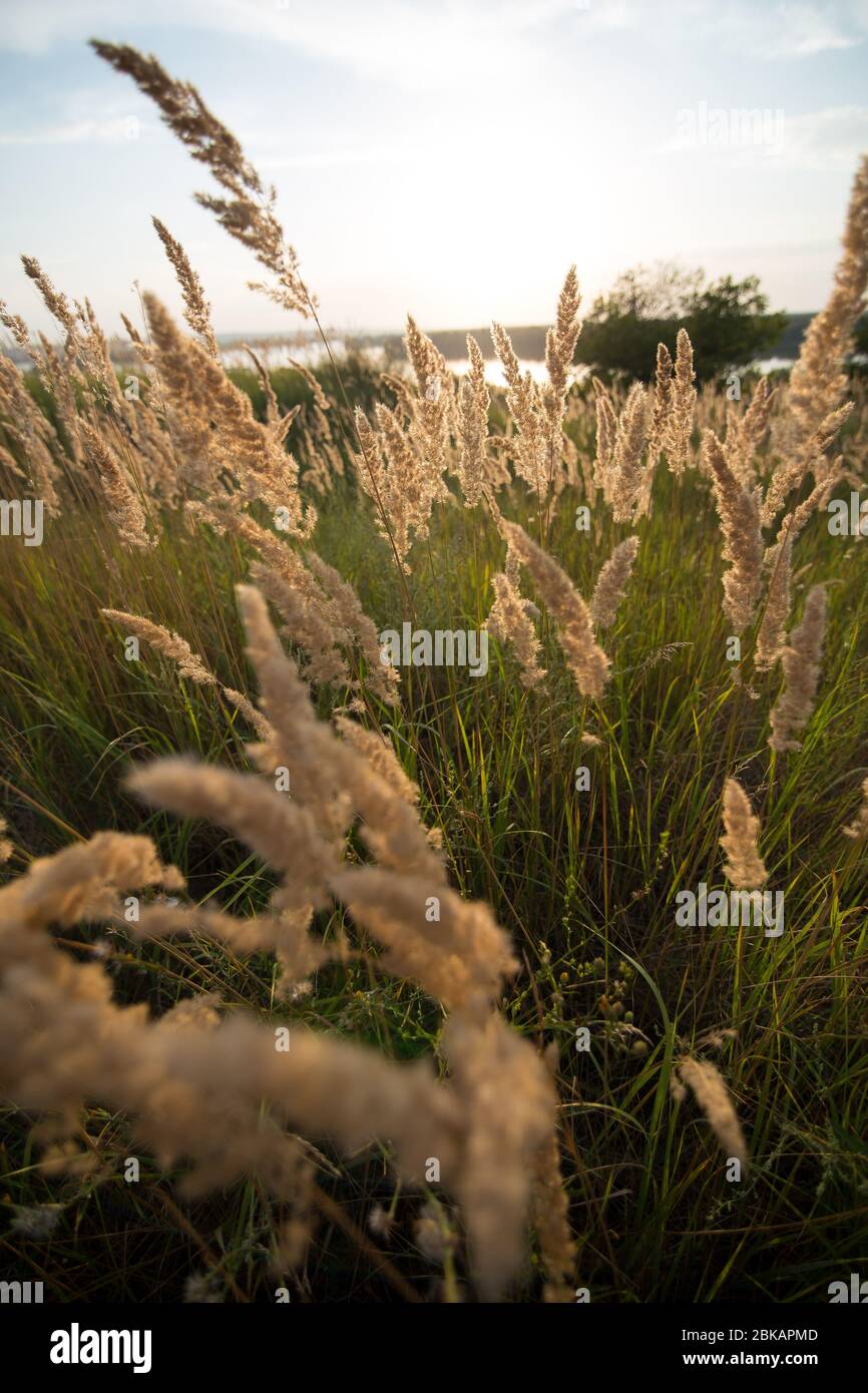 Yellow spikes hi-res stock photography and images - Alamy