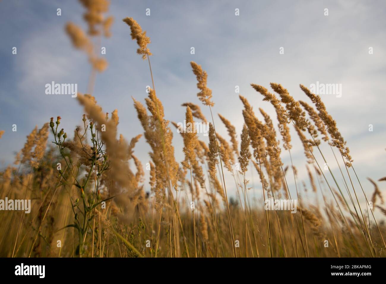 Yellow spikes in a green field Stock Photo - Alamy