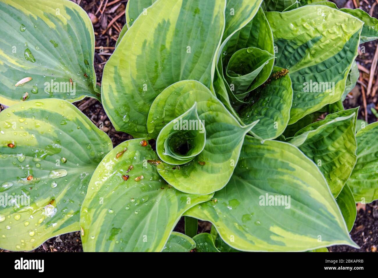 Hosta 'Austin Dickinson' Stock Photo - Alamy