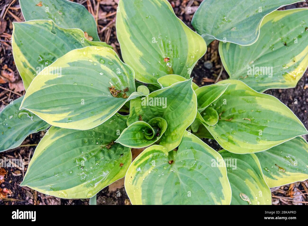 Austin dickinson hi-res stock photography and images - Alamy