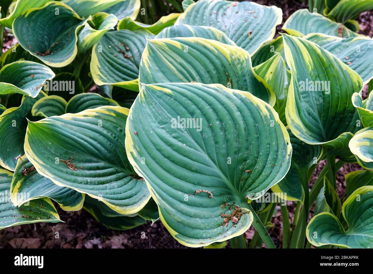 Sagae hi-res stock photography and images - Alamy