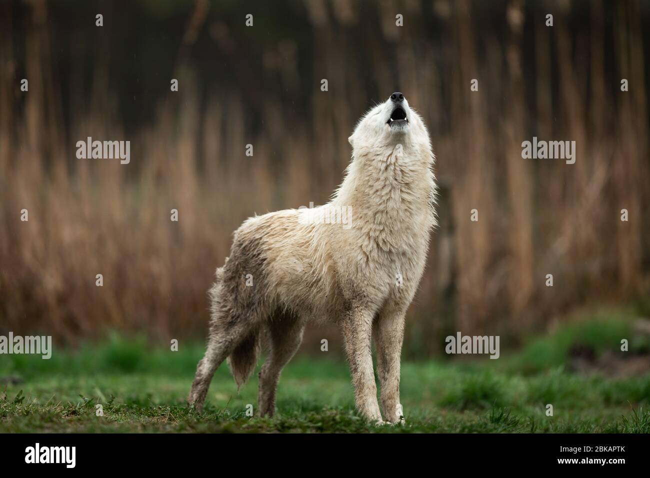 White wolf in the forest Stock Photo - Alamy