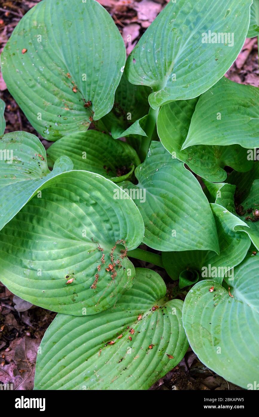 Hosta "King Tut Stock Photo - Alamy