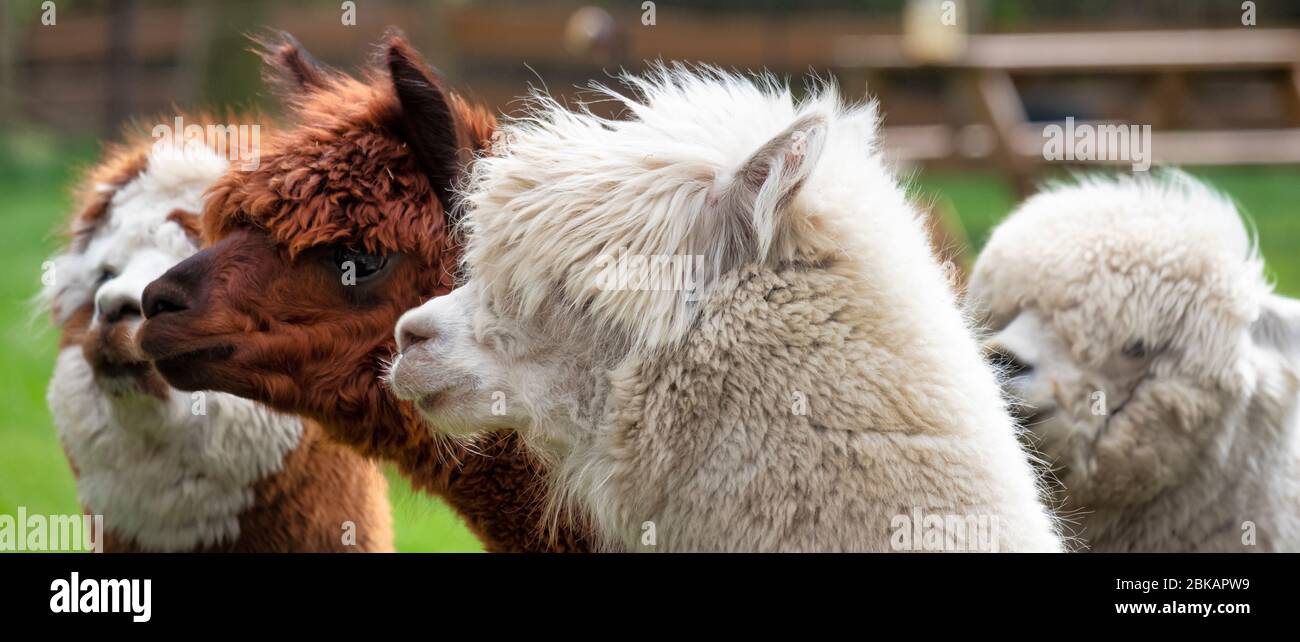 Four Alpacas, in panorama, a white alpaca in front of white and brown ...