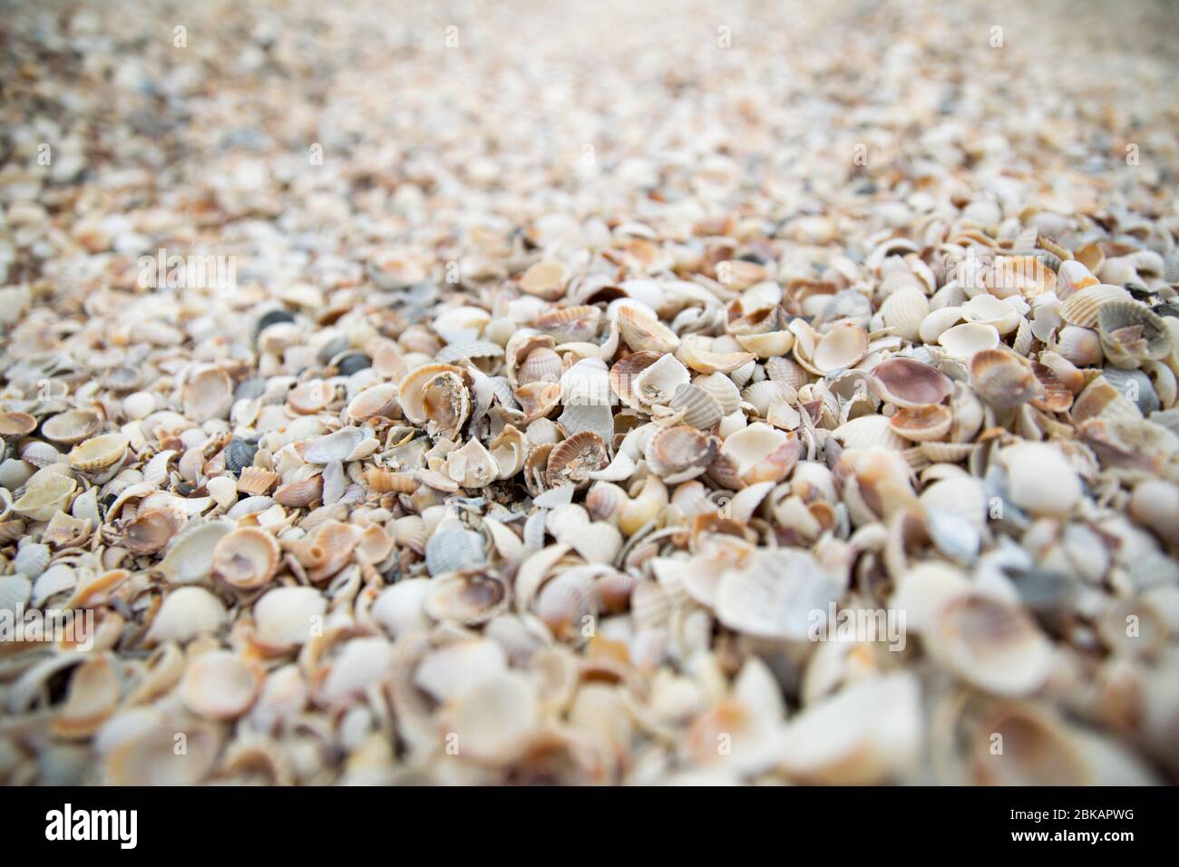 Seashells on the beach Stock Photo - Alamy