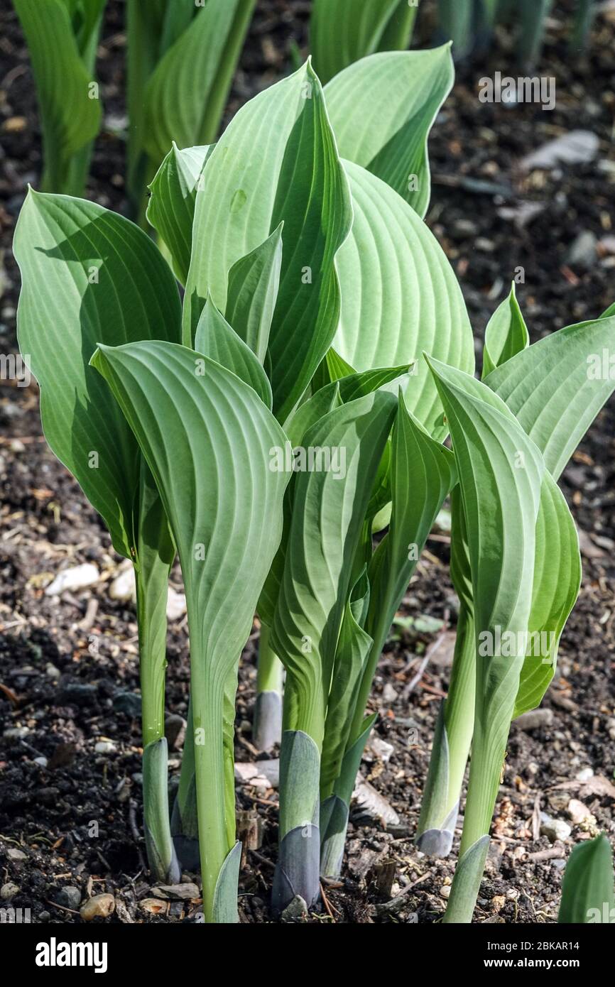 Hosta "Krossa Regal Stock Photo - Alamy