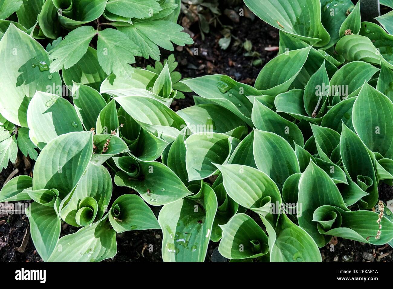 Hosta gardens hi-res stock photography and images - Alamy